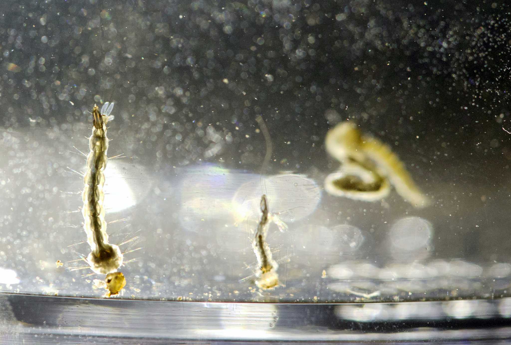 After Zika, critical to monitor babies’ health but how long?