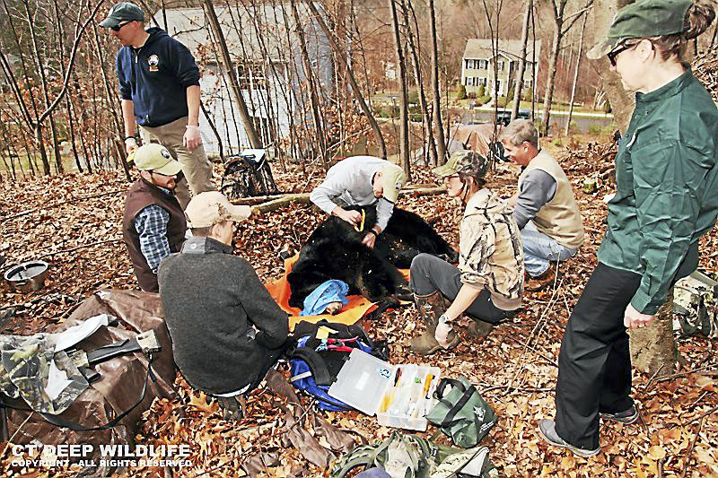 Connecticut’s official bear team gets out and gets close to the state’s ...