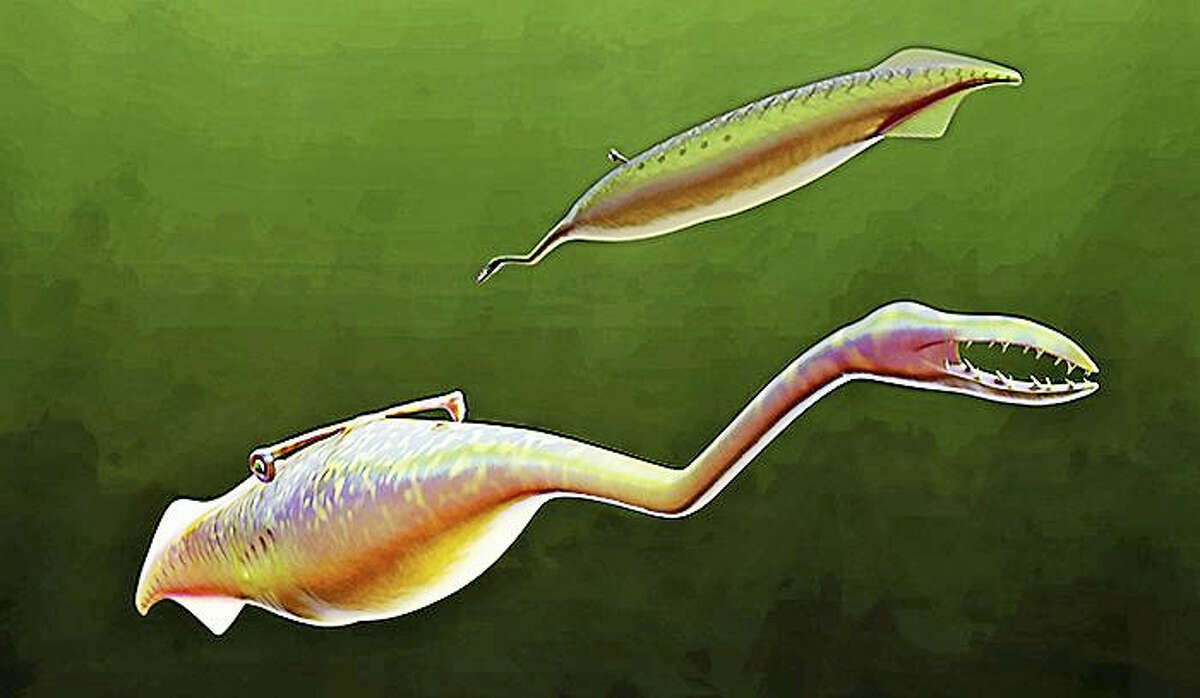 Weird, ancient creature, the Tully Monster, finally identified by Yale paleontologists
