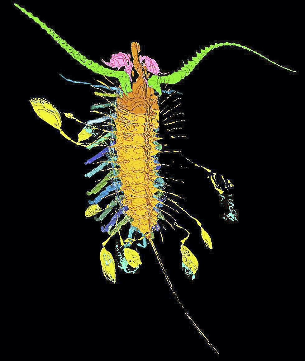 Fossil sheds light on how ancient crustacean carried young