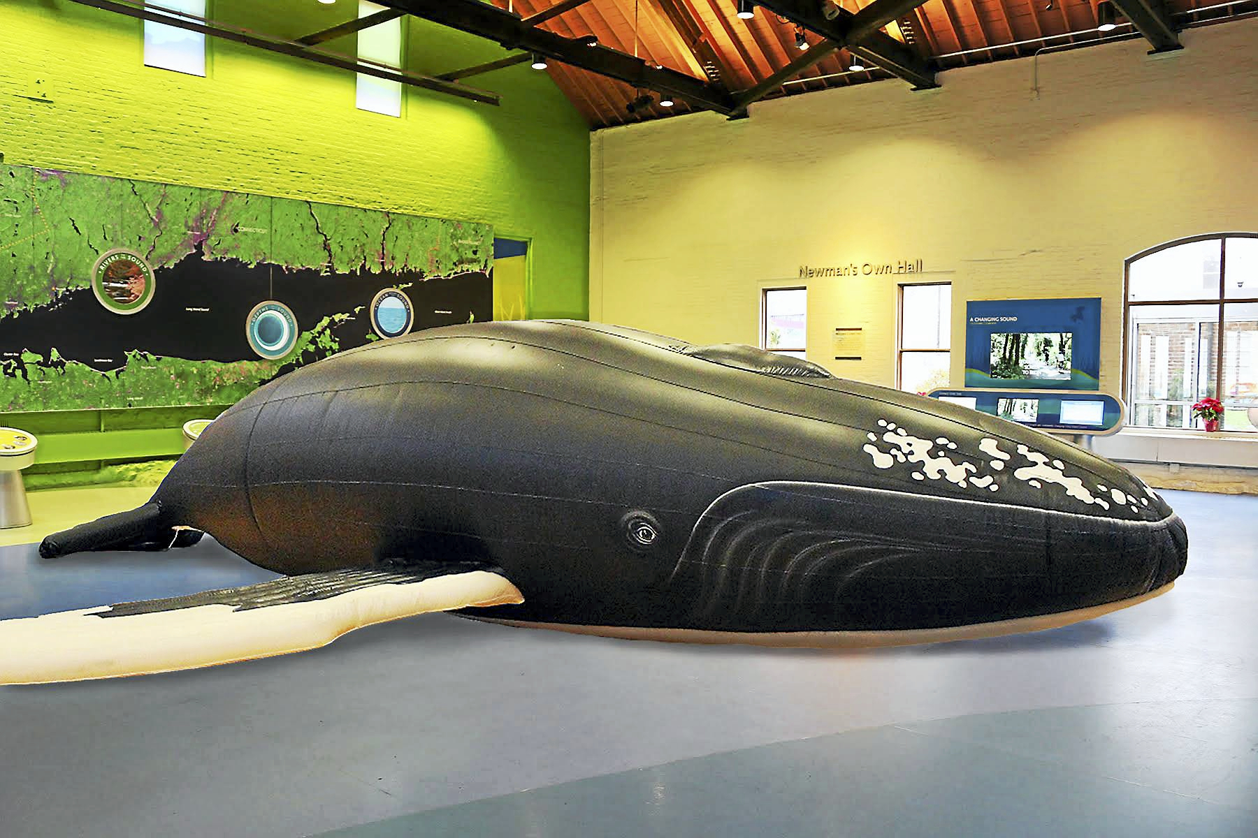 Whale of a time guaranteed at Maritime Aquarium at Norwalk