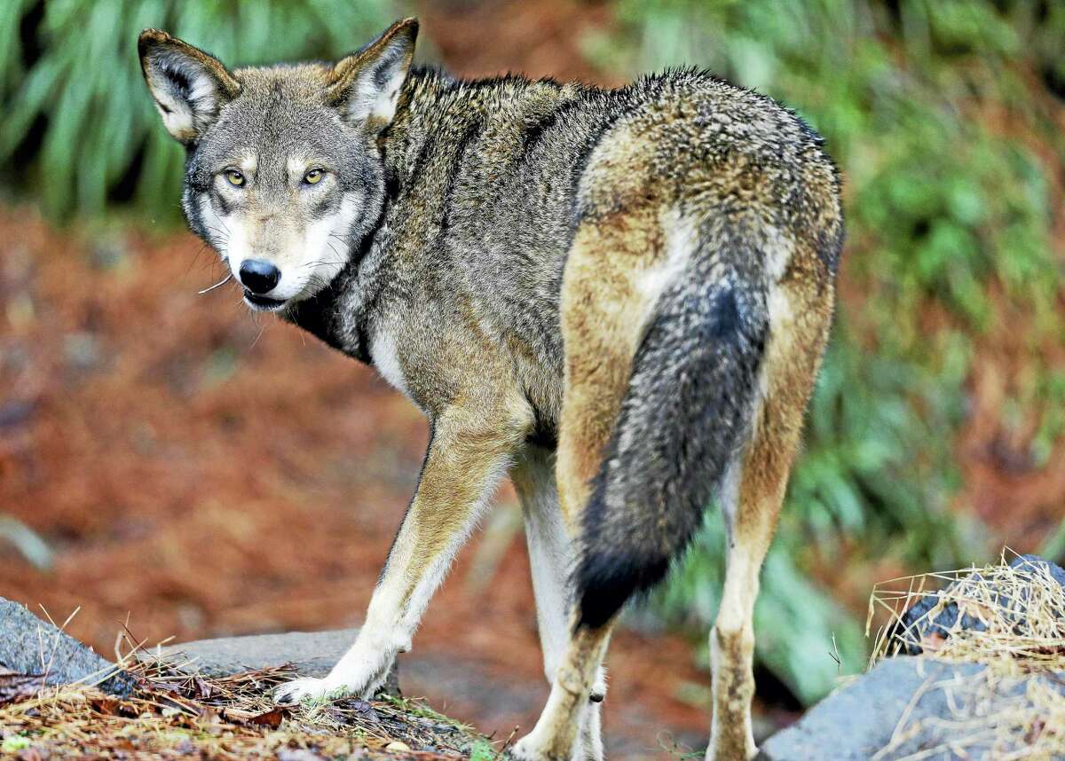 UConn volunteers to give red wolf habitat a lift