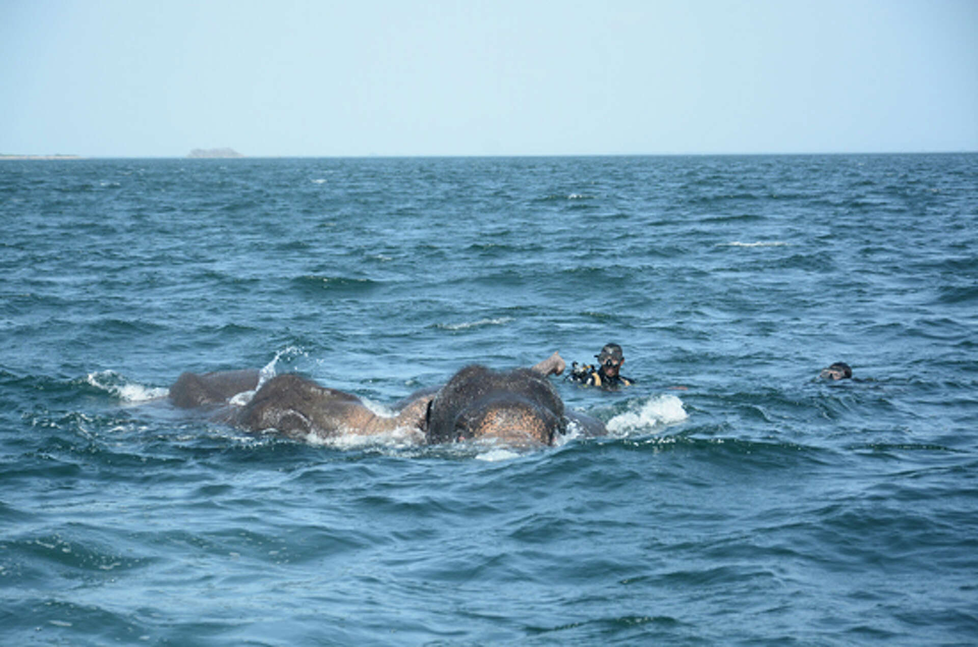 Sri Lankan navy rescues 2 stranded elephants lost at sea