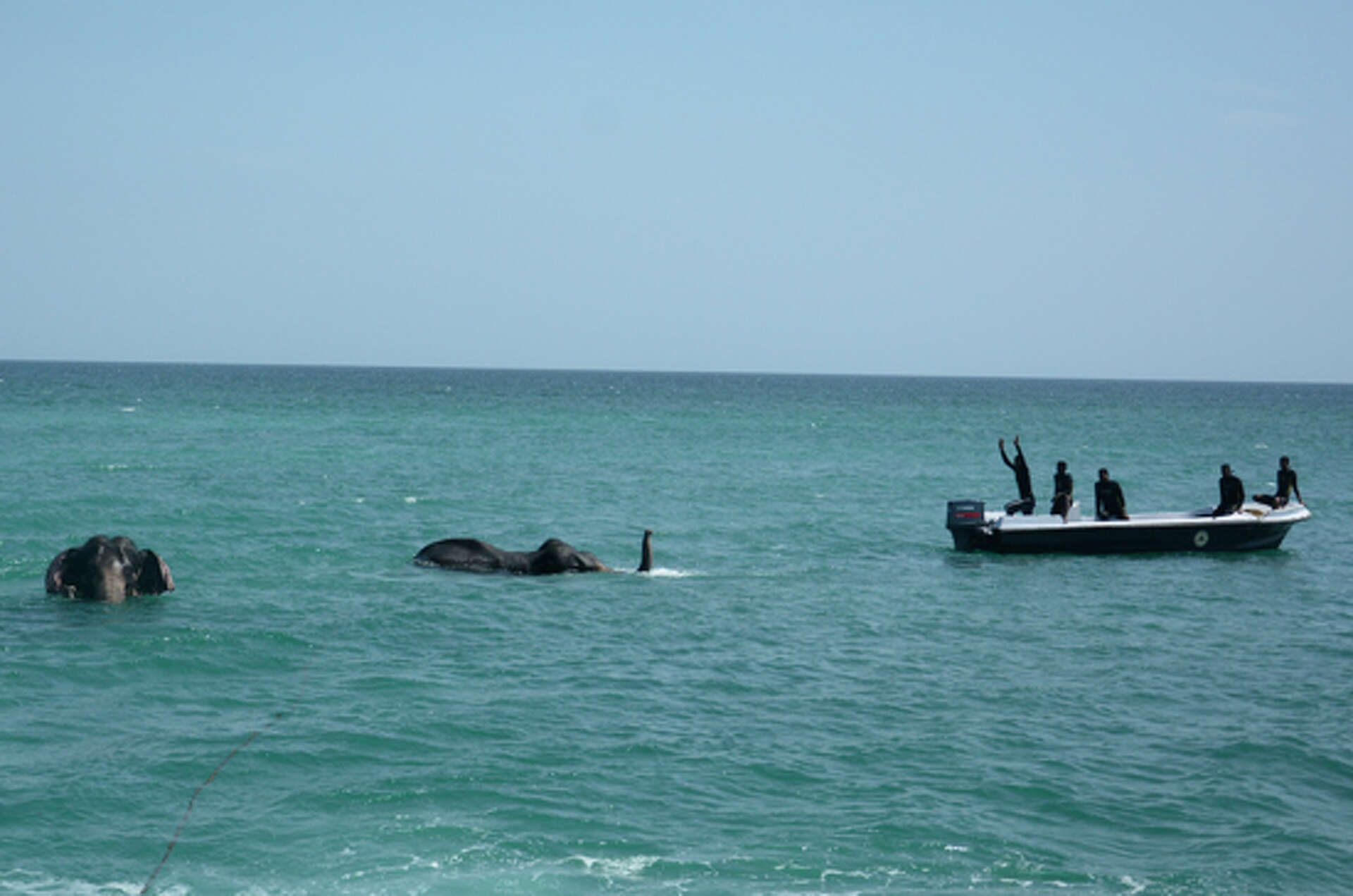 Sri Lankan navy rescues 2 stranded elephants lost at sea