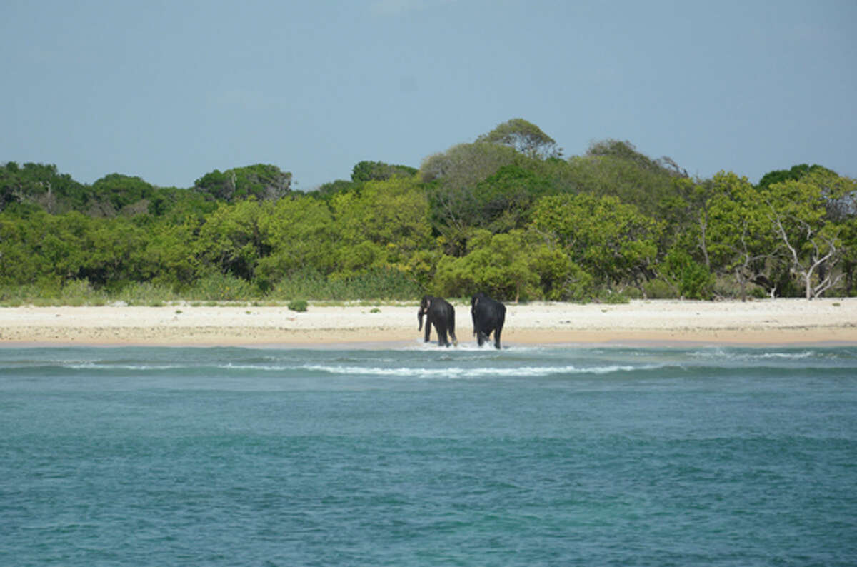 Sri Lankan navy rescues 2 stranded elephants lost at sea