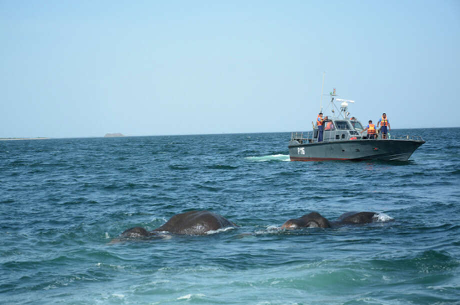 Sri Lankan navy rescues 2 stranded elephants lost at sea - SFGate