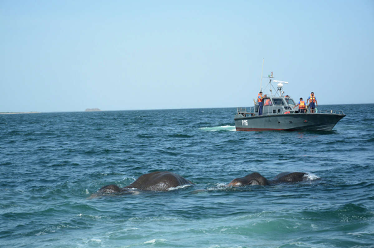 Sri Lankan navy rescues 2 stranded elephants lost at sea
