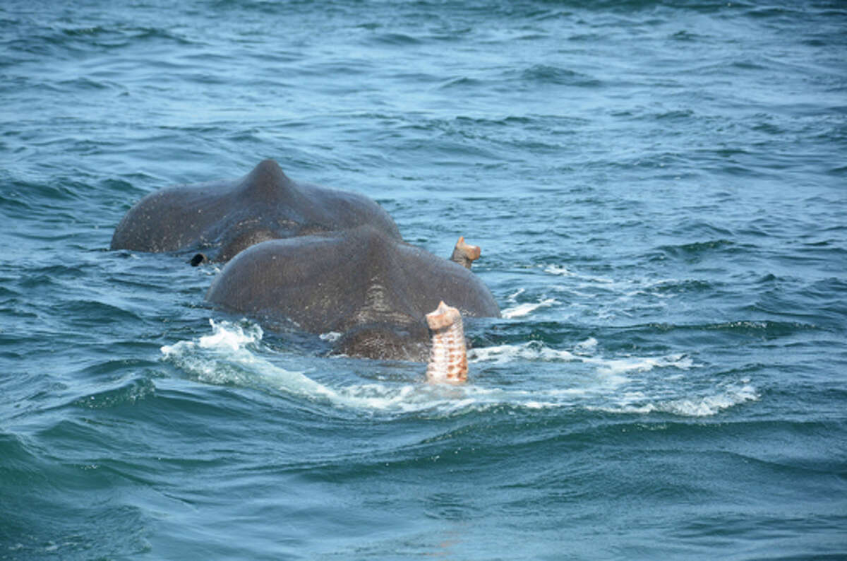 Sri Lankan navy rescues 2 stranded elephants lost at sea