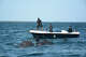 Sri Lankan navy rescues 2 stranded elephants lost at sea