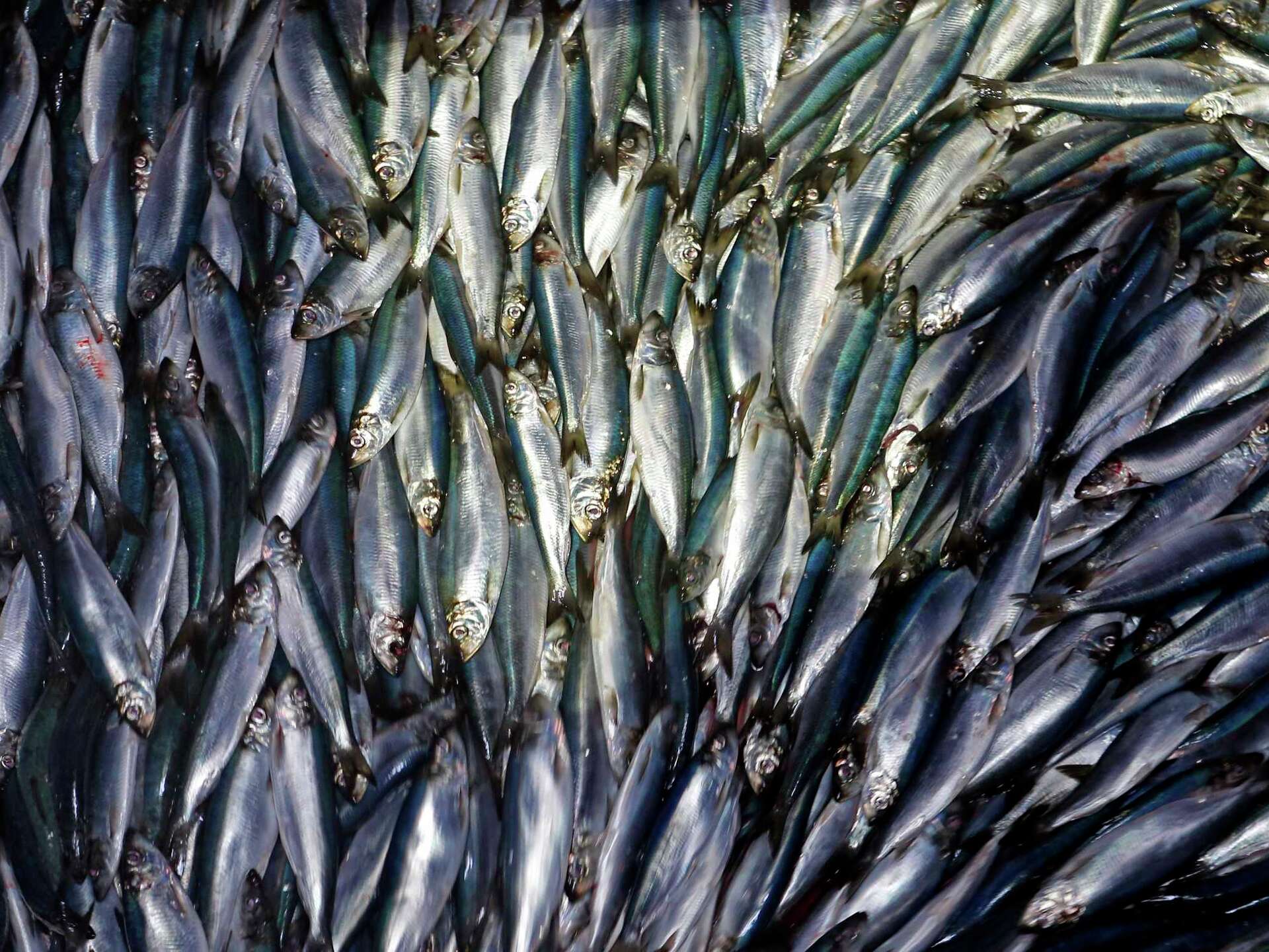 Cape Cod fishermen raising concerns over high herring catches