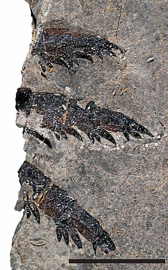 Fossils reveal 467 million-year-old sea predator