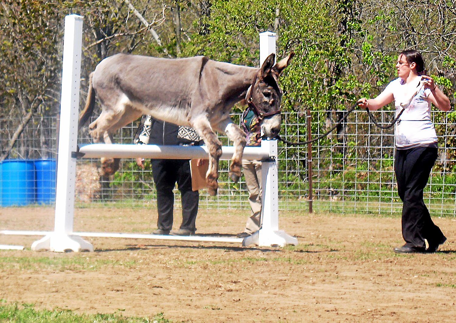Giddyap to the Donkey and Mule Festival Saturday in Guilford