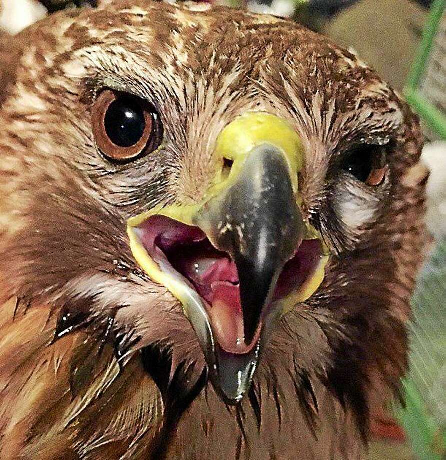 Hawk shot with BB gun in Seymour survives but pellet near brain remains ...