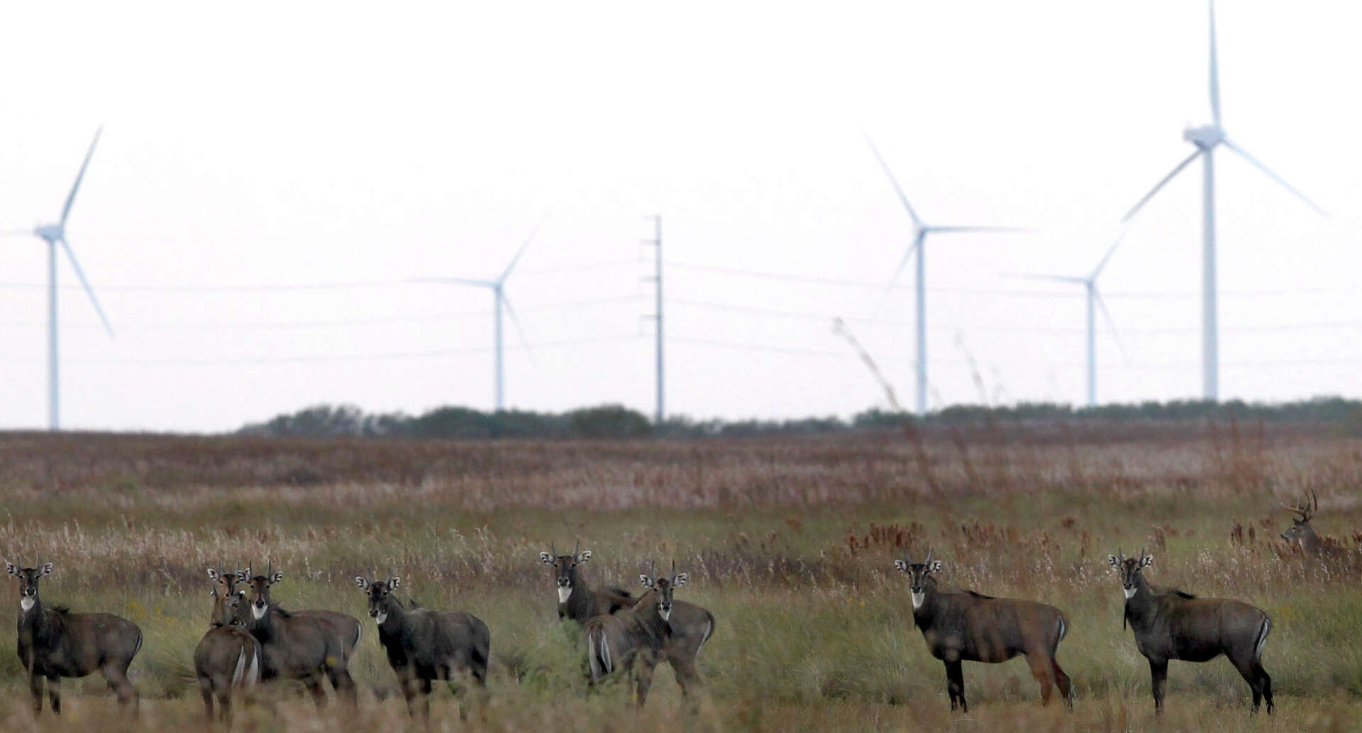 Sea change: Gulf Coast wind farms become vital to Texas energy mix