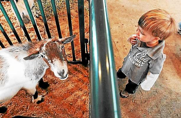 Connecticut's country fairs 2019