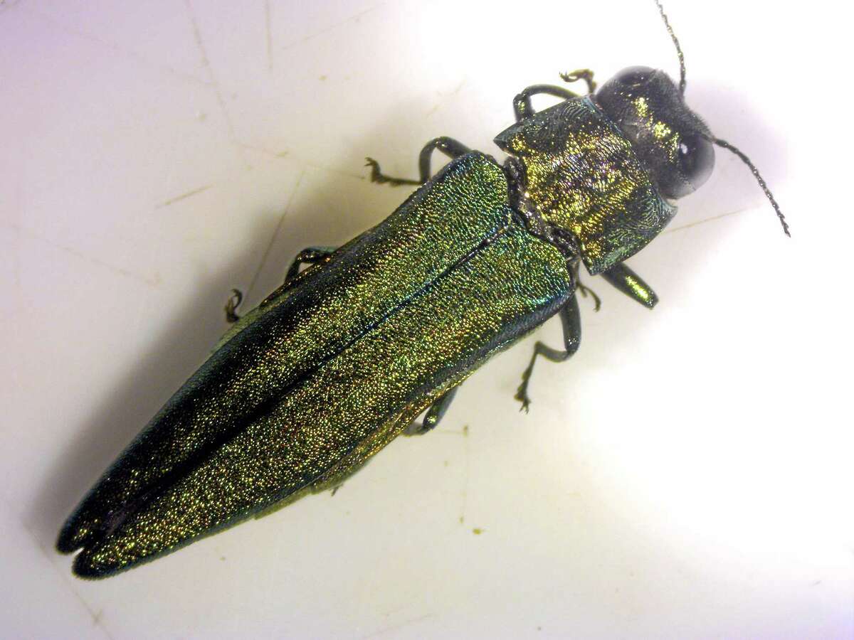 Emerald ash borer beetle invading five Connecticut counties
