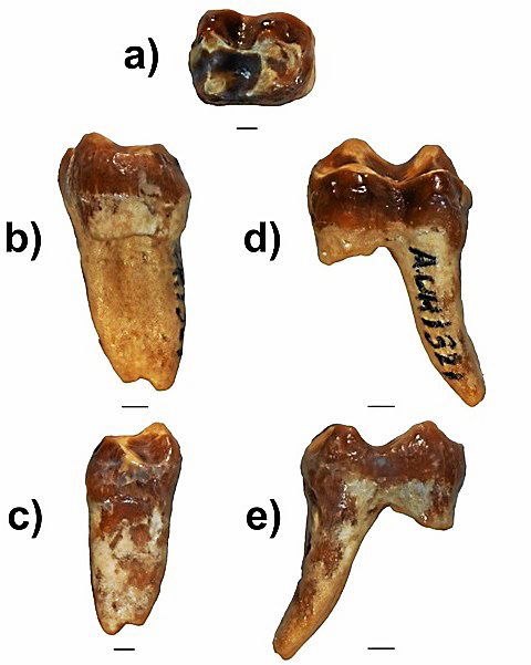 Yale prof’s discovery of fossil monkey tooth gives clues to ancient world