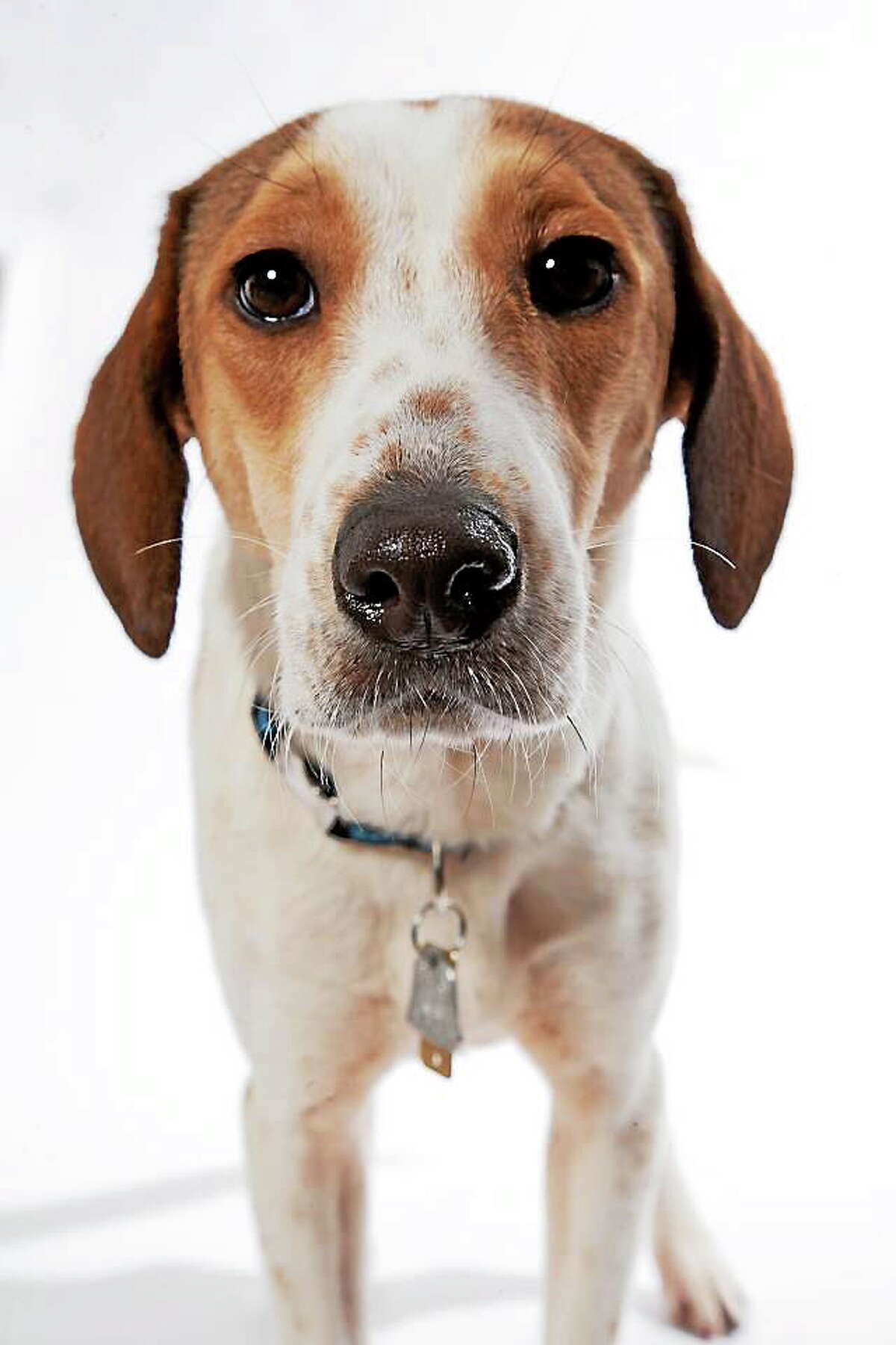 Miracle dog ‘Daniel’ brings message to end euthanasia to Branford