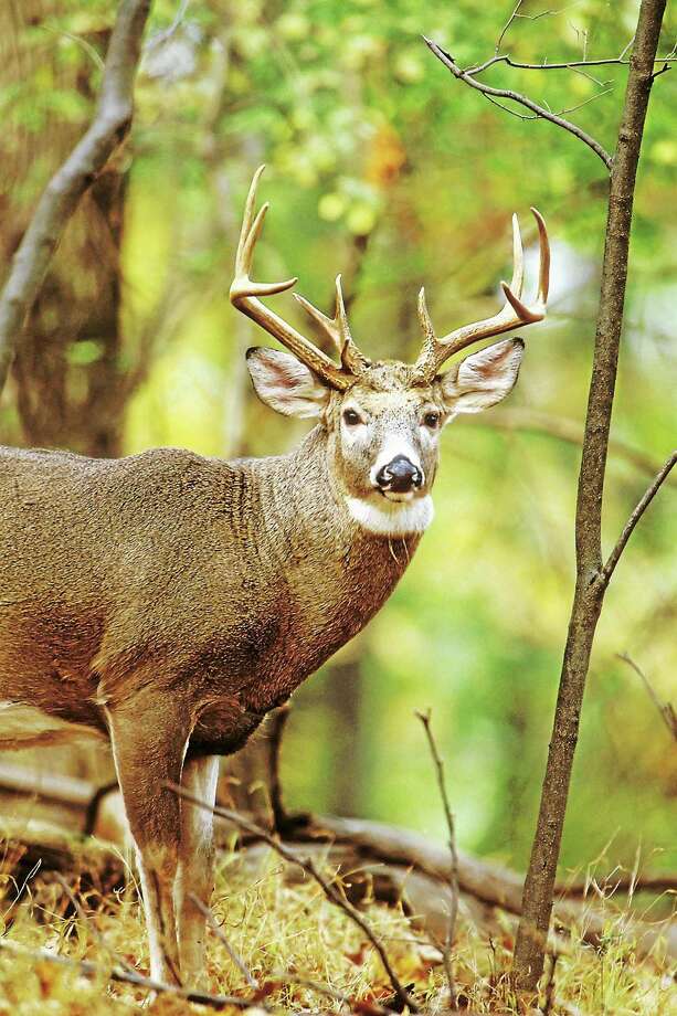 Connecticut bow hunting growing in popularity - New Haven Register