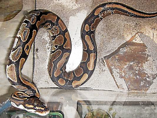 Long Island couple finds 3-foot python in couch