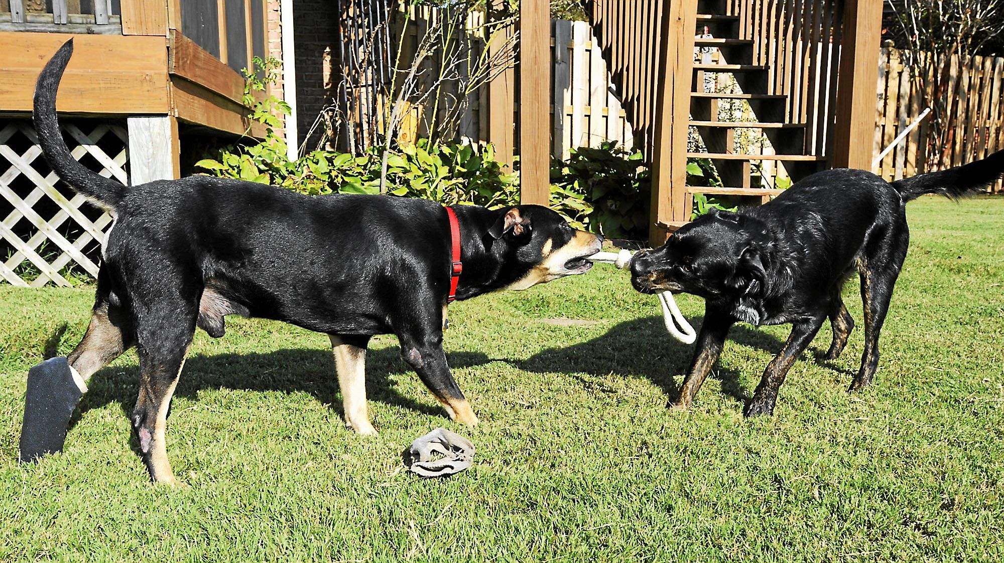 Dog named ‘Lazarus’ survives bloody accident, euthanasia attempt