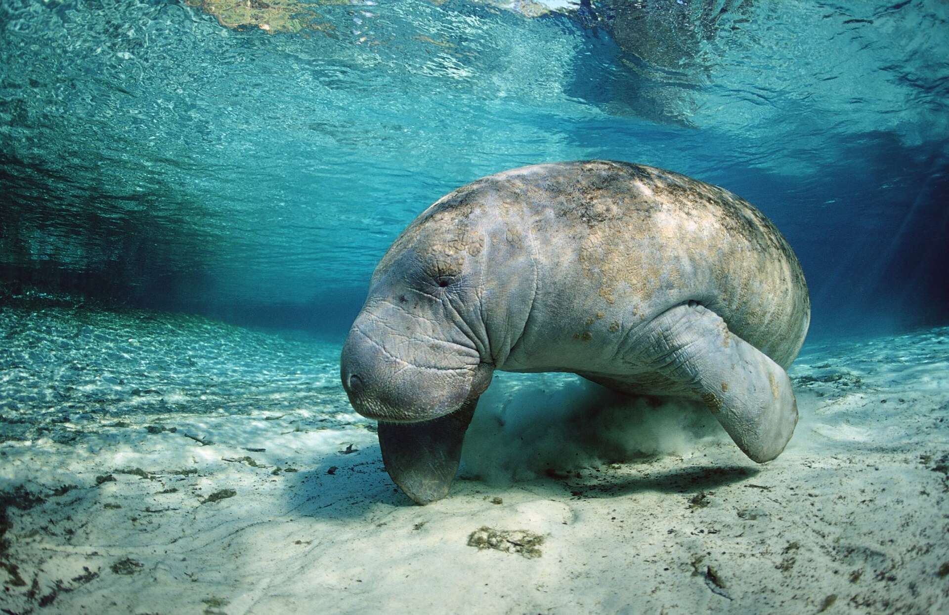 Why Texas' most endangered species might be feeling some relief