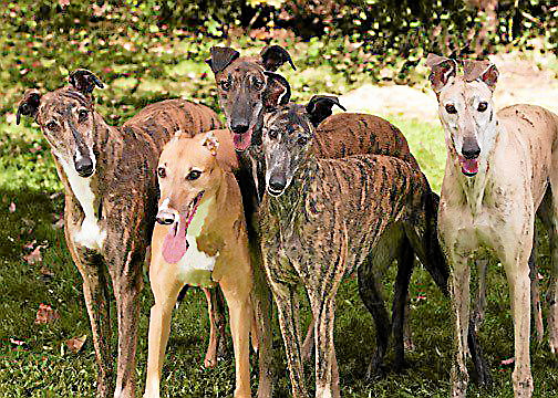 Adopt a greyhound at PetsAffair event in Bethany
