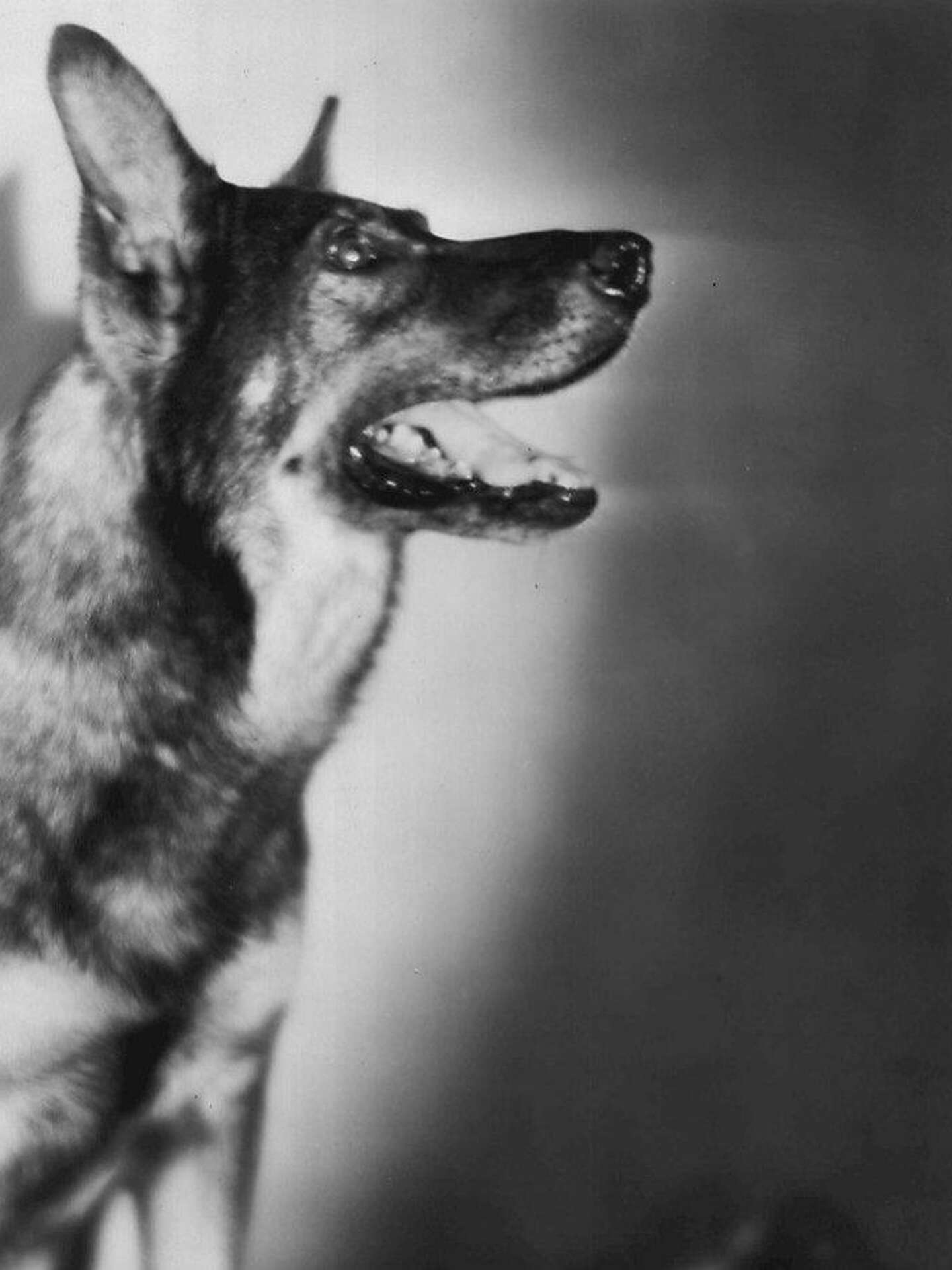Rin Tin Tin, ‘Jazz Singer’ at the Stanford Theatre