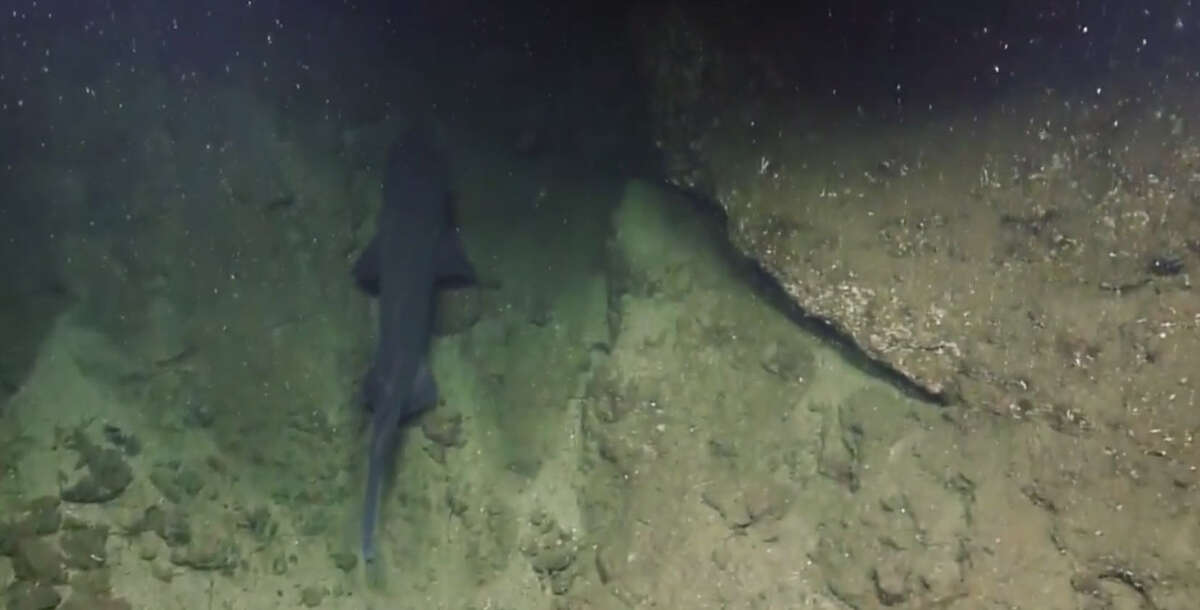 Video: A group of sharks is called a shiver? See them here