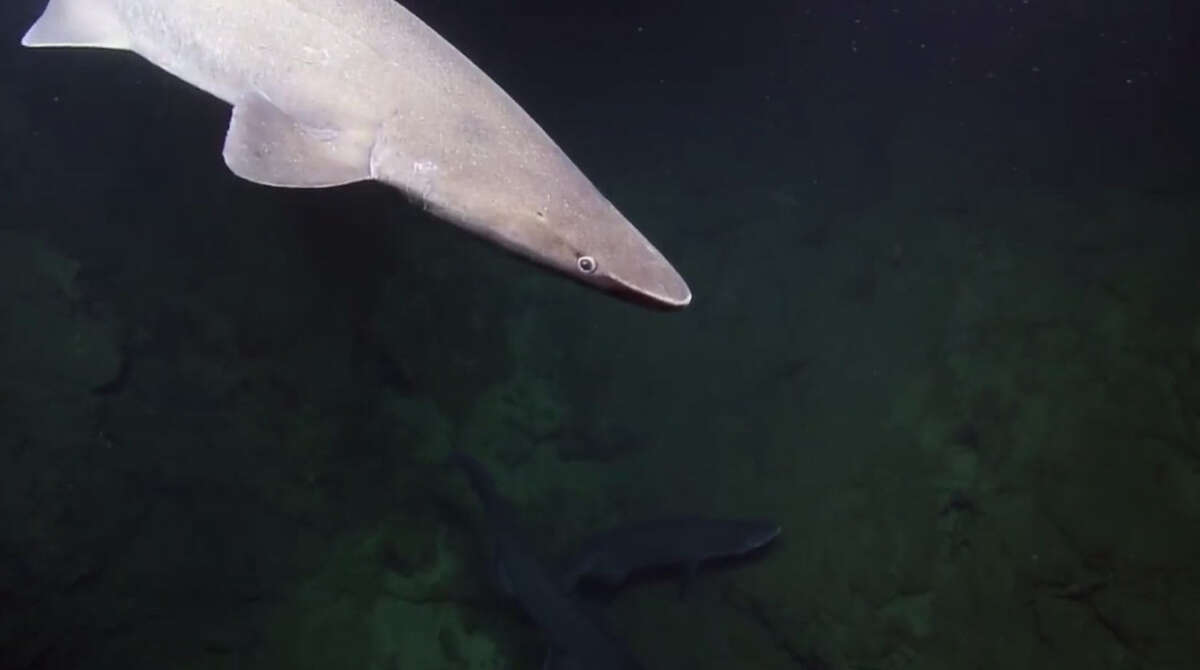 Video: A group of sharks is called a shiver? See them here