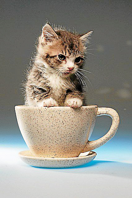 Coffee and Cats! benefits Greater New Haven Cat Project, Branford ...
