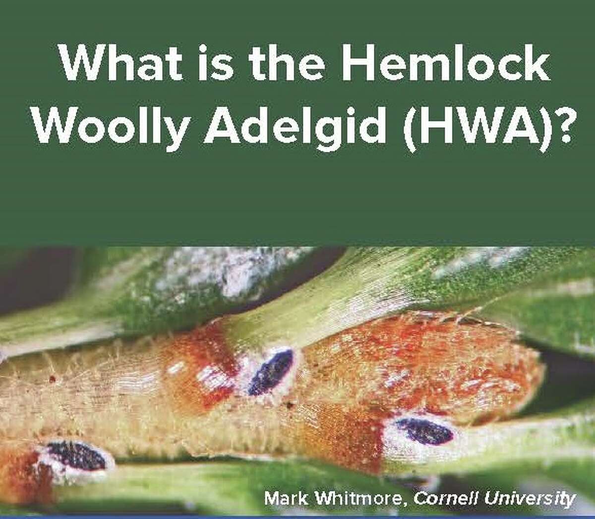 State attacking hemlock-killing insects in Schenectady County
