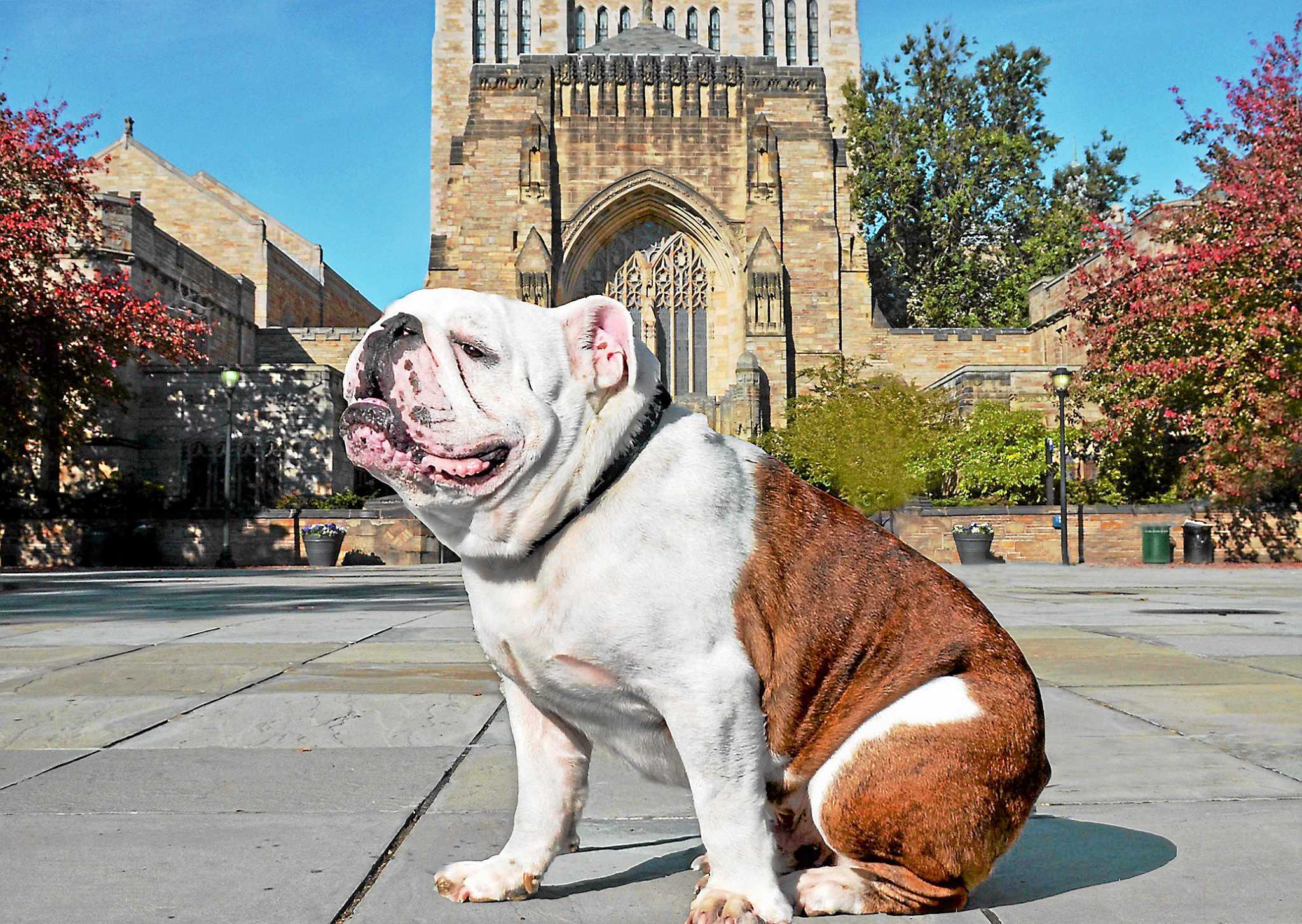 Yale open house invites community to join celebration of its new president