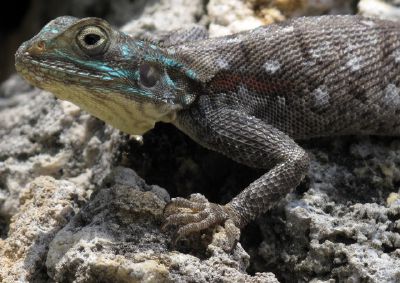 Scientists find surprising similarity between lizards and birds