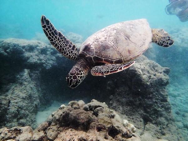 Yale scientist peers inside the turtle's shell