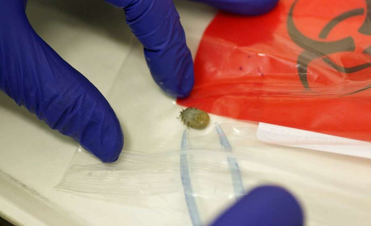 Ticks tested for disease in upbeat UConn lab video