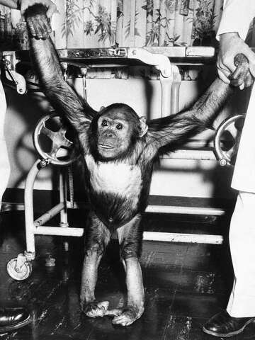 On This Day: Enos the chimp is launched into space in 1961