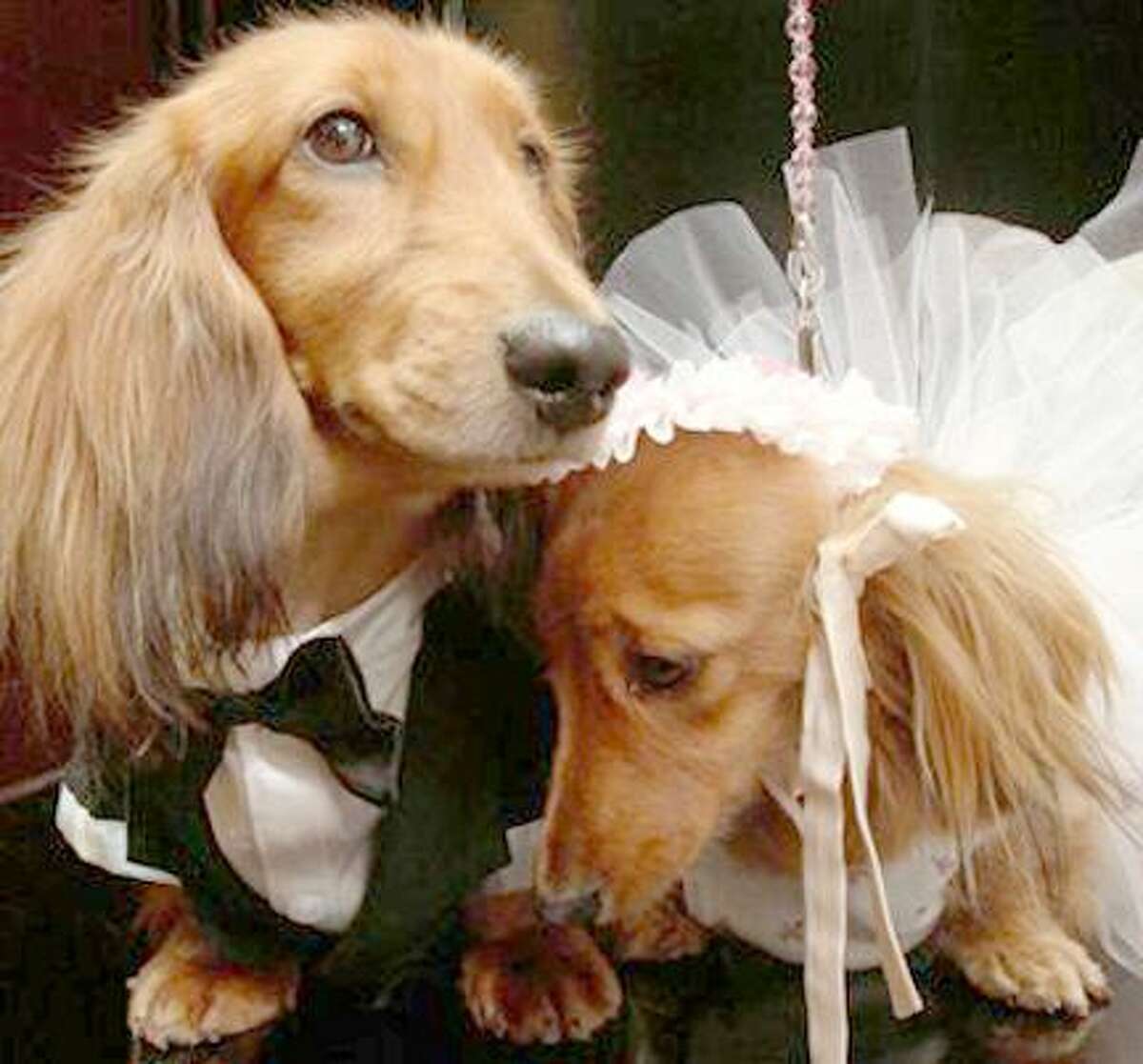 Dogs get married in New York