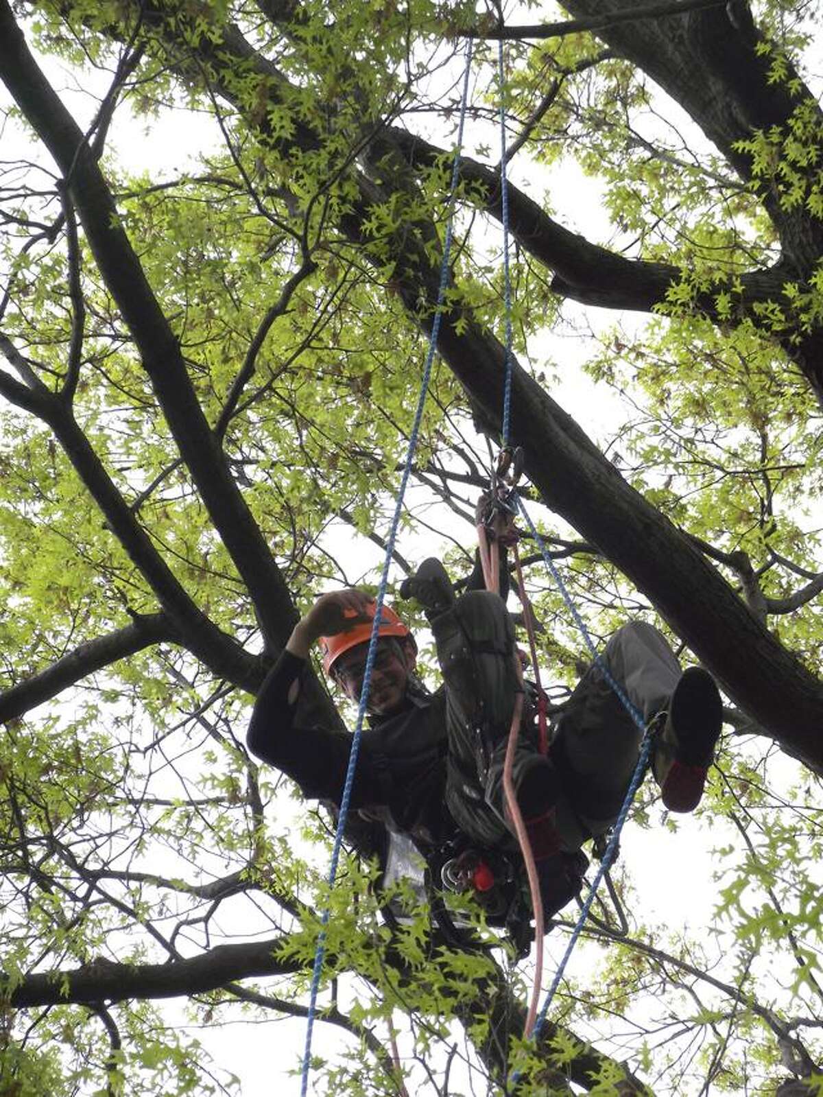 Torrington's Coe Memorial Park is site of annual Connecticut Tree ...