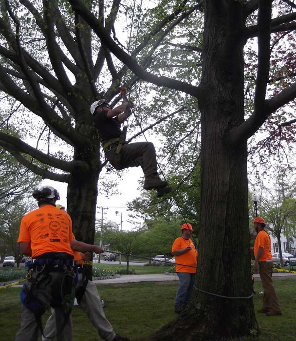 Torrington's Coe Memorial Park is site of annual Connecticut Tree ...