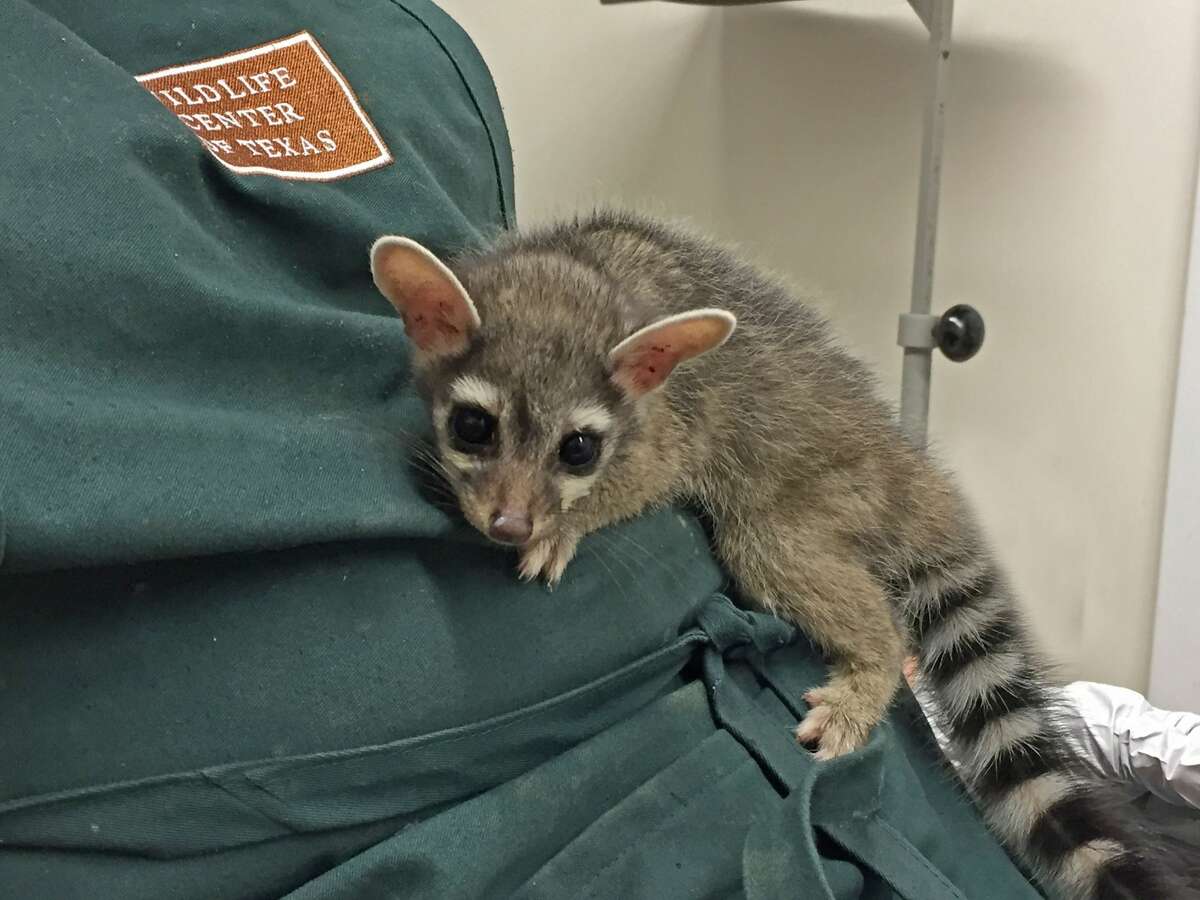 Cute ringtail cat goes on scary journey to Houston under an RV and survives