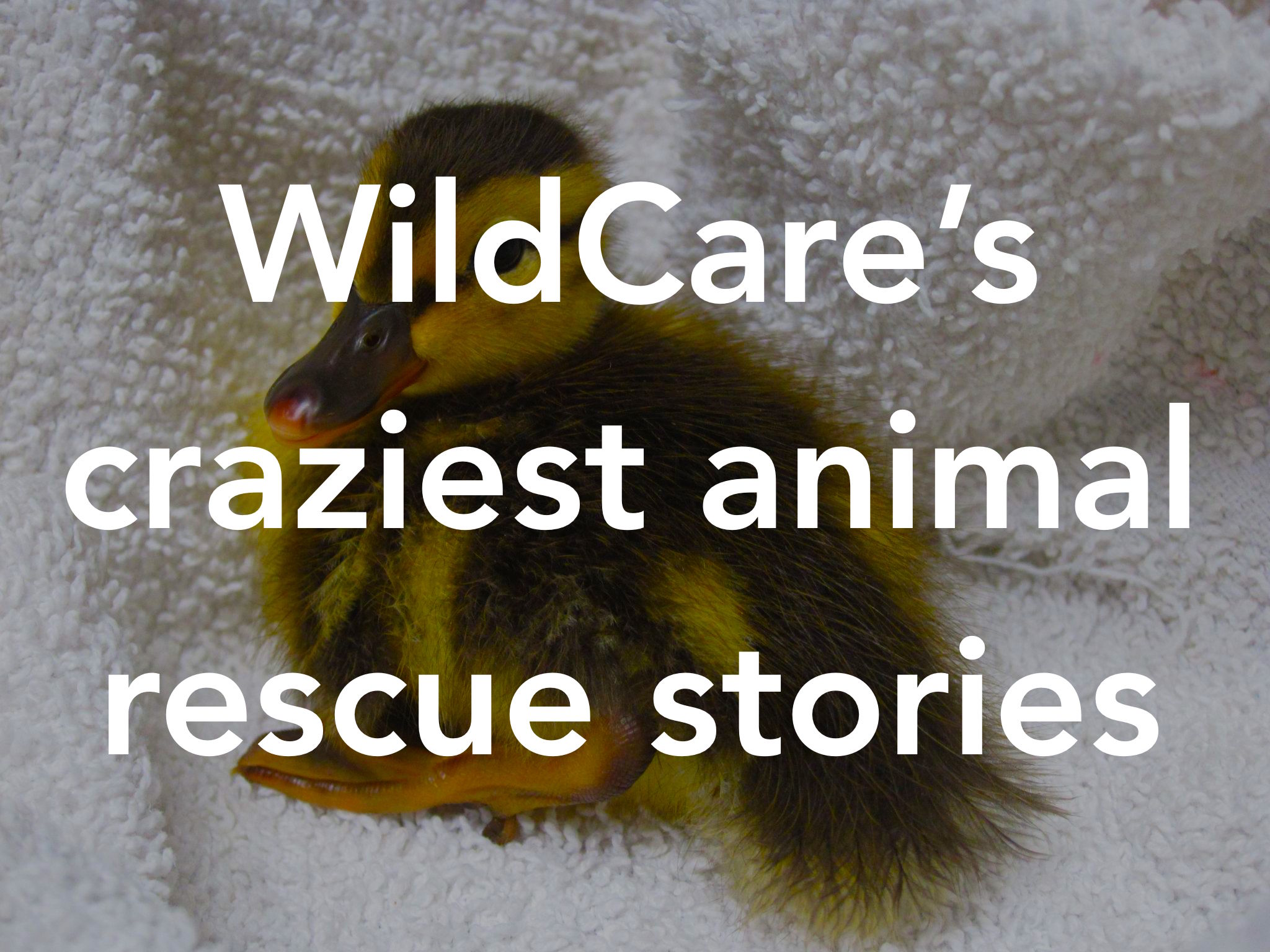 Woman rescues baby raccoon, inadvertently exposes 20 friends to rabies