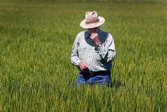 California rice growers stand to prosper from China deal