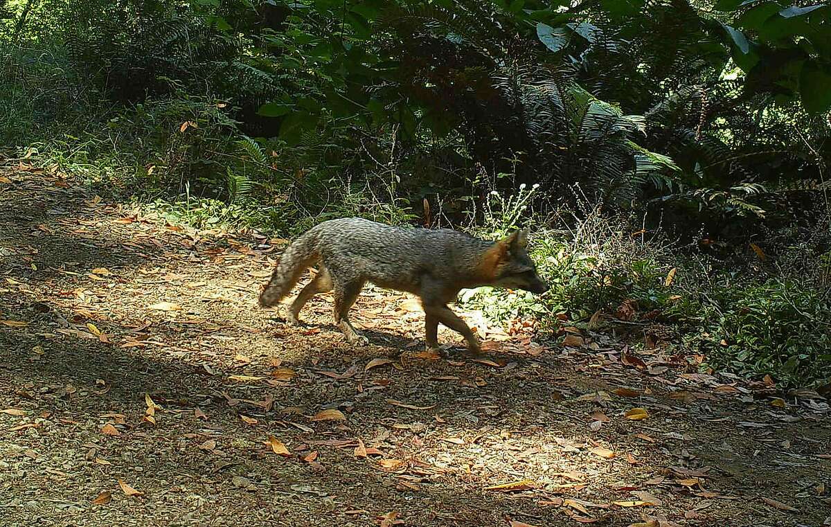 You're on candid camera, Marin critters