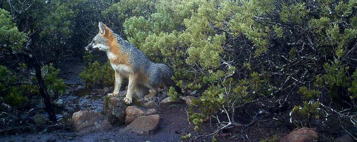 You're on candid camera, Marin critters