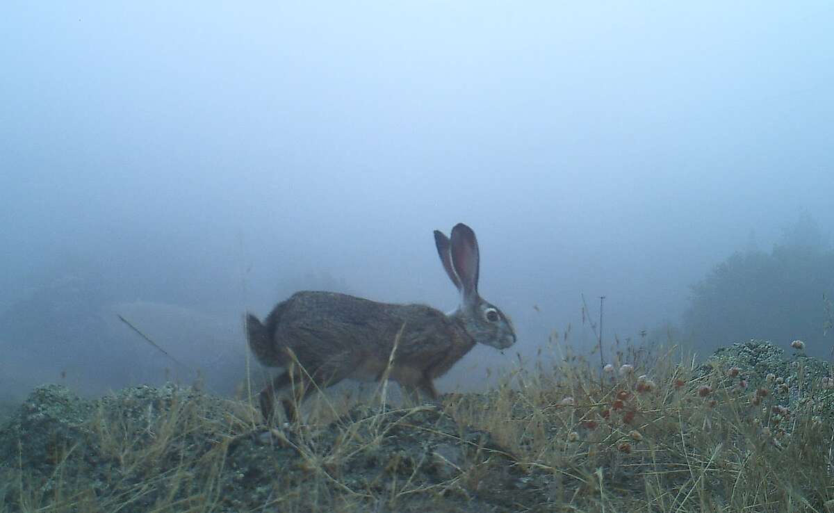 You're on candid camera, Marin critters