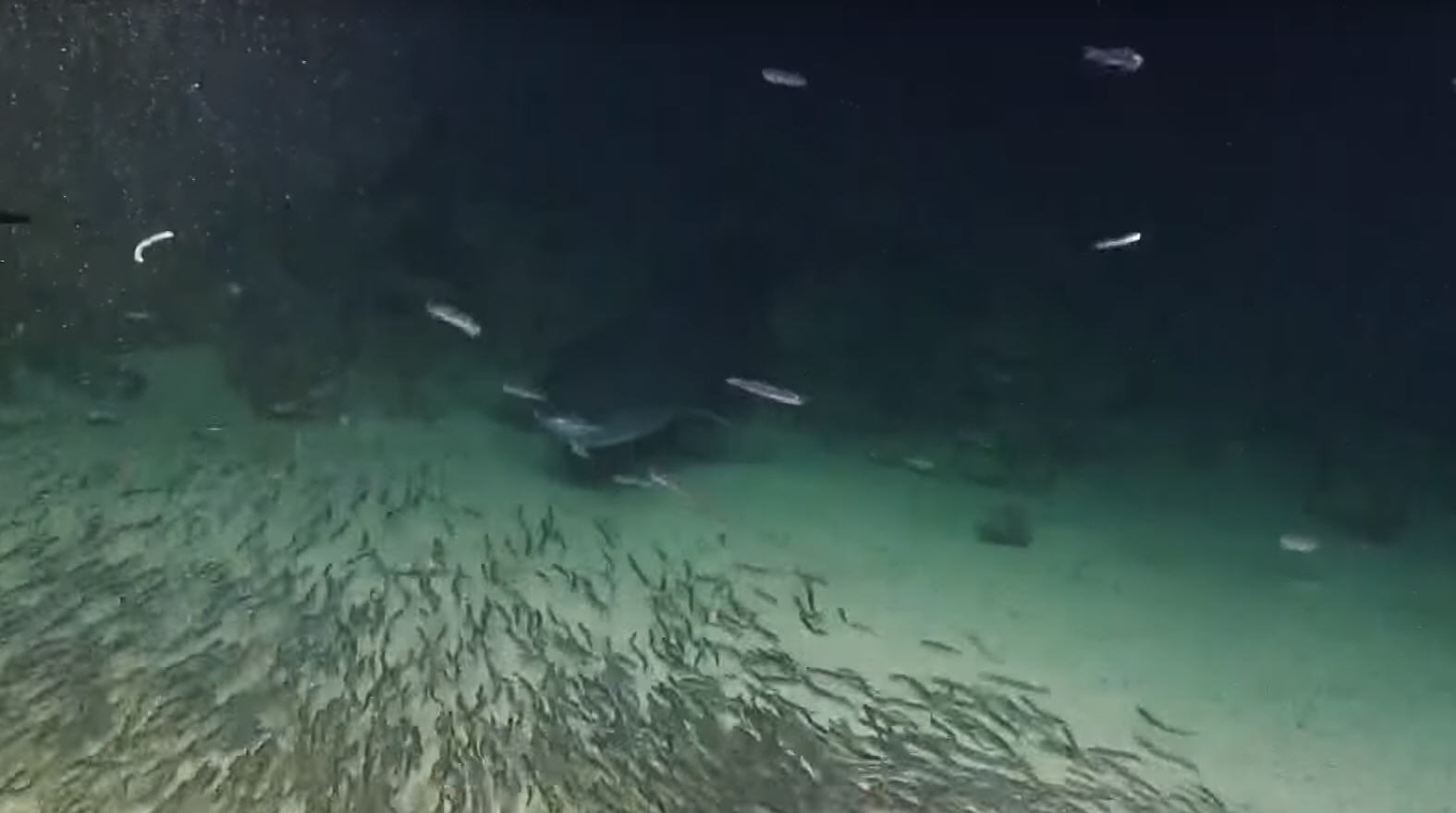 Watch: Bait fish engulf a shark and chase a sea lion