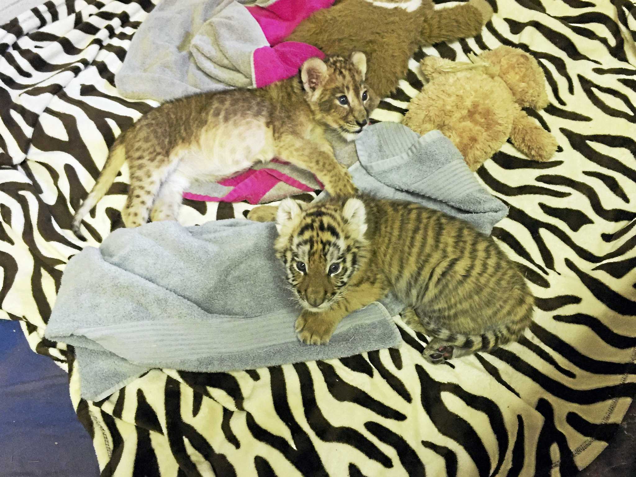 Video: Rare lion and tiger cub litter celebrates 1st birthday