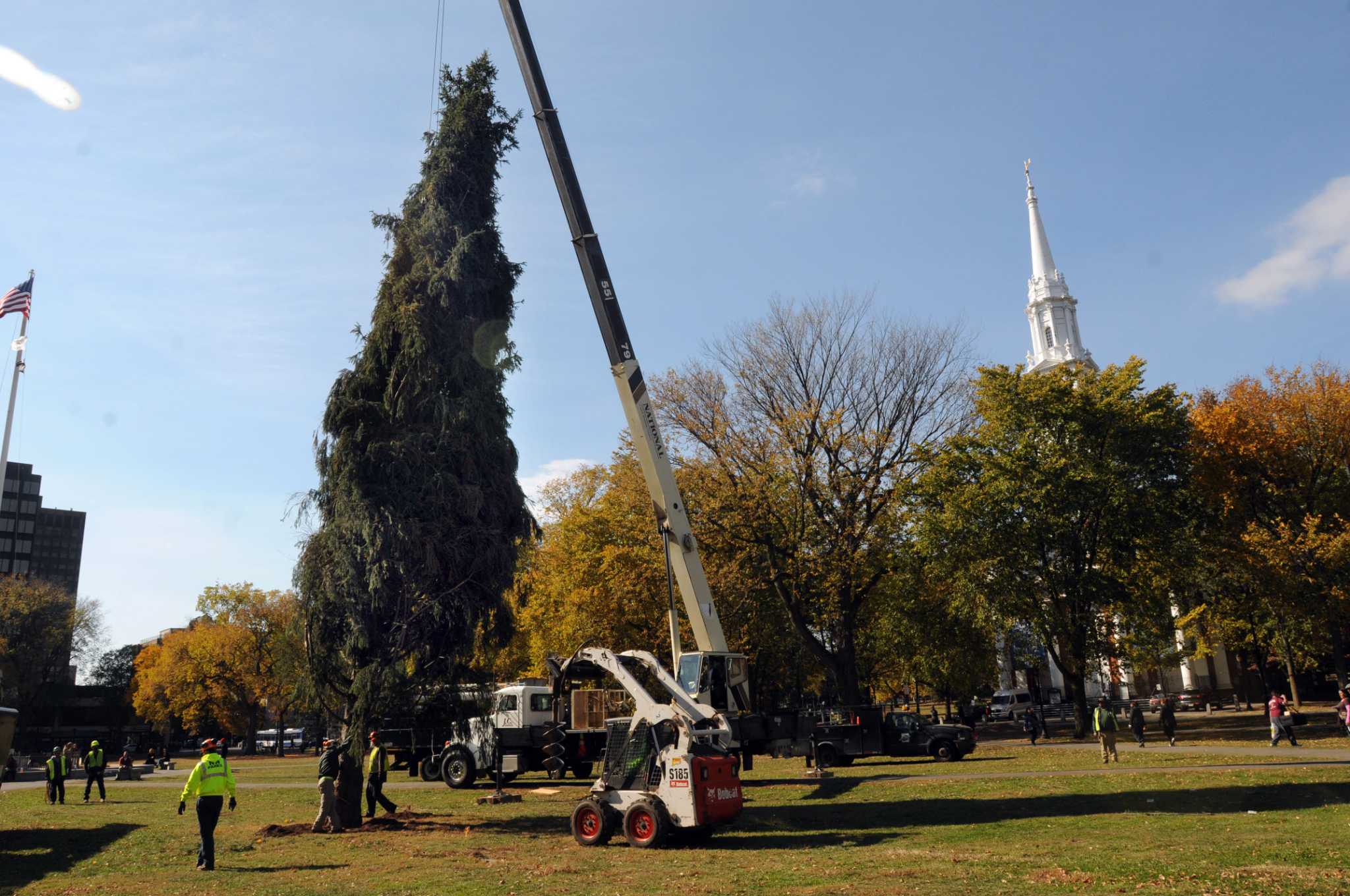 PHOTOS: New Haven Christmas Tree Comes to the Green