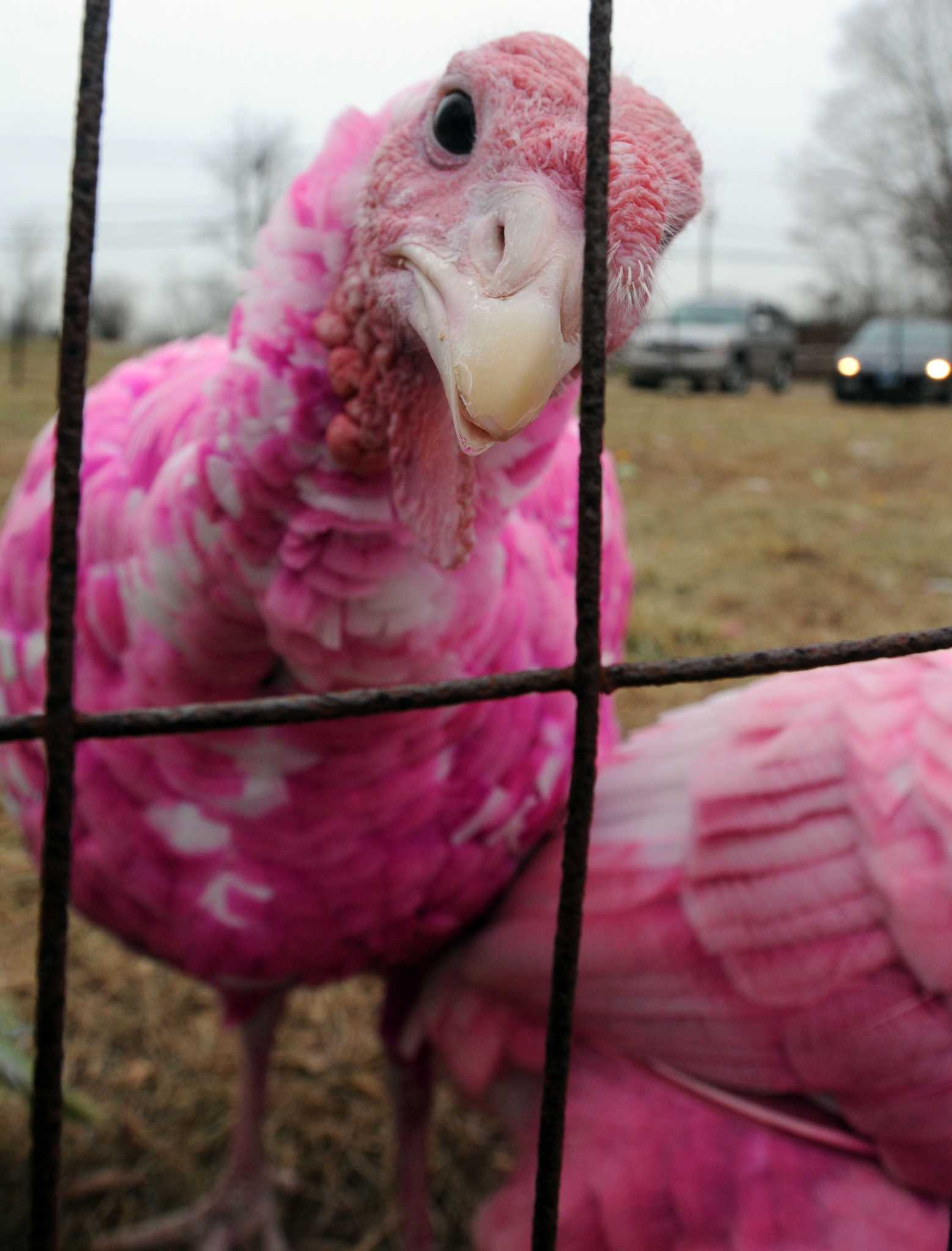 Guilford’s colorful turkeys named CT's weirdest tradition